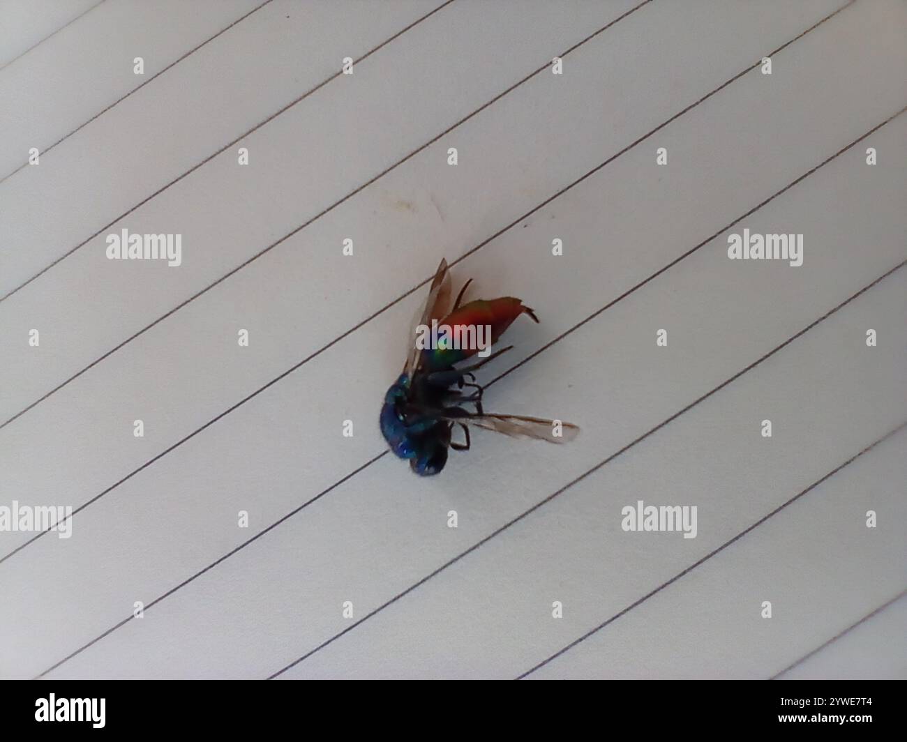 Chrysis fulgida hi-res stock photography and images - Alamy