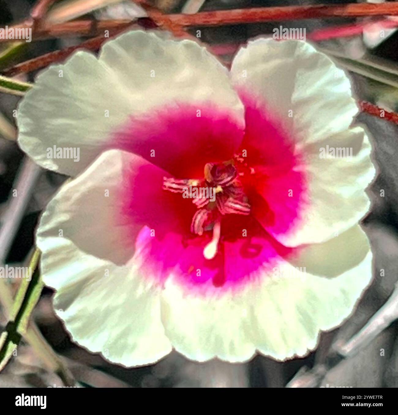ruby chalice clarkia (Clarkia rubicunda Stock Photo - Alamy