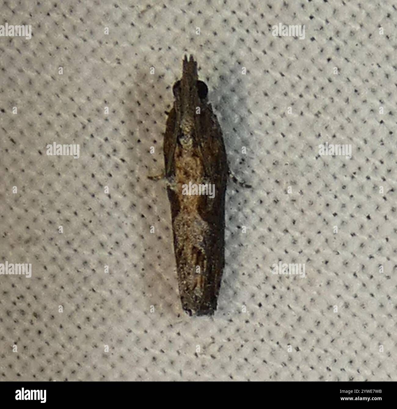 Leaftier moth hi-res stock photography and images - Alamy