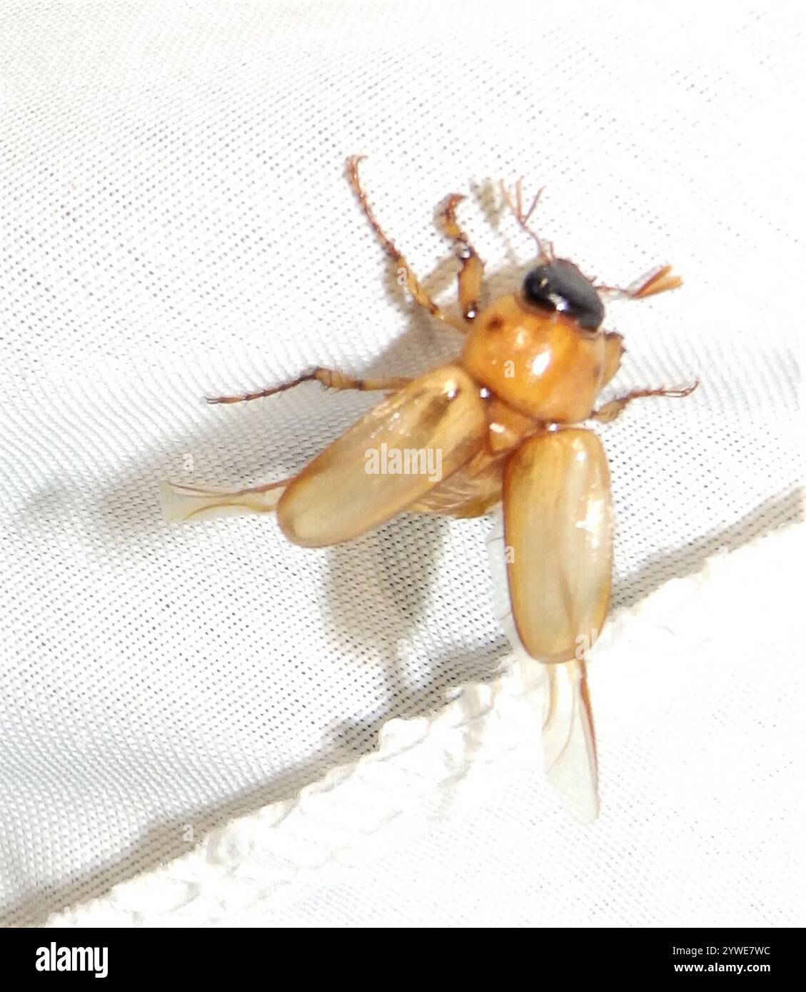 Southern Masked Chafer (Cyclocephala lurida Stock Photo - Alamy