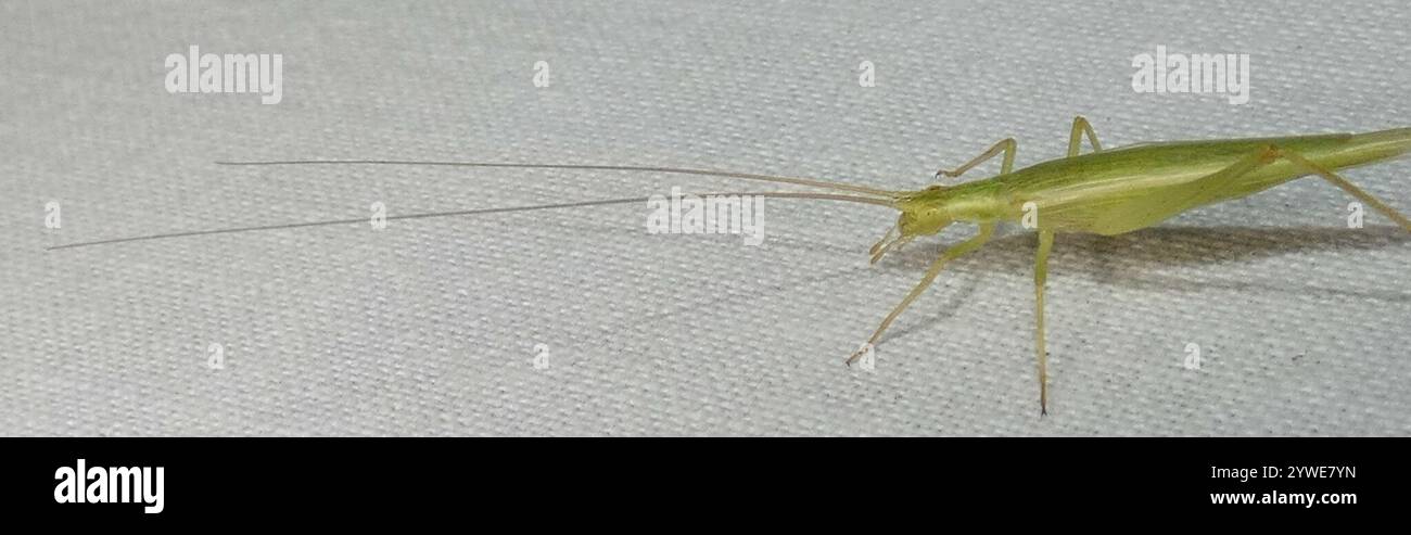Four-spotted Tree Cricket (Oecanthus quadripunctatus Stock Photo - Alamy