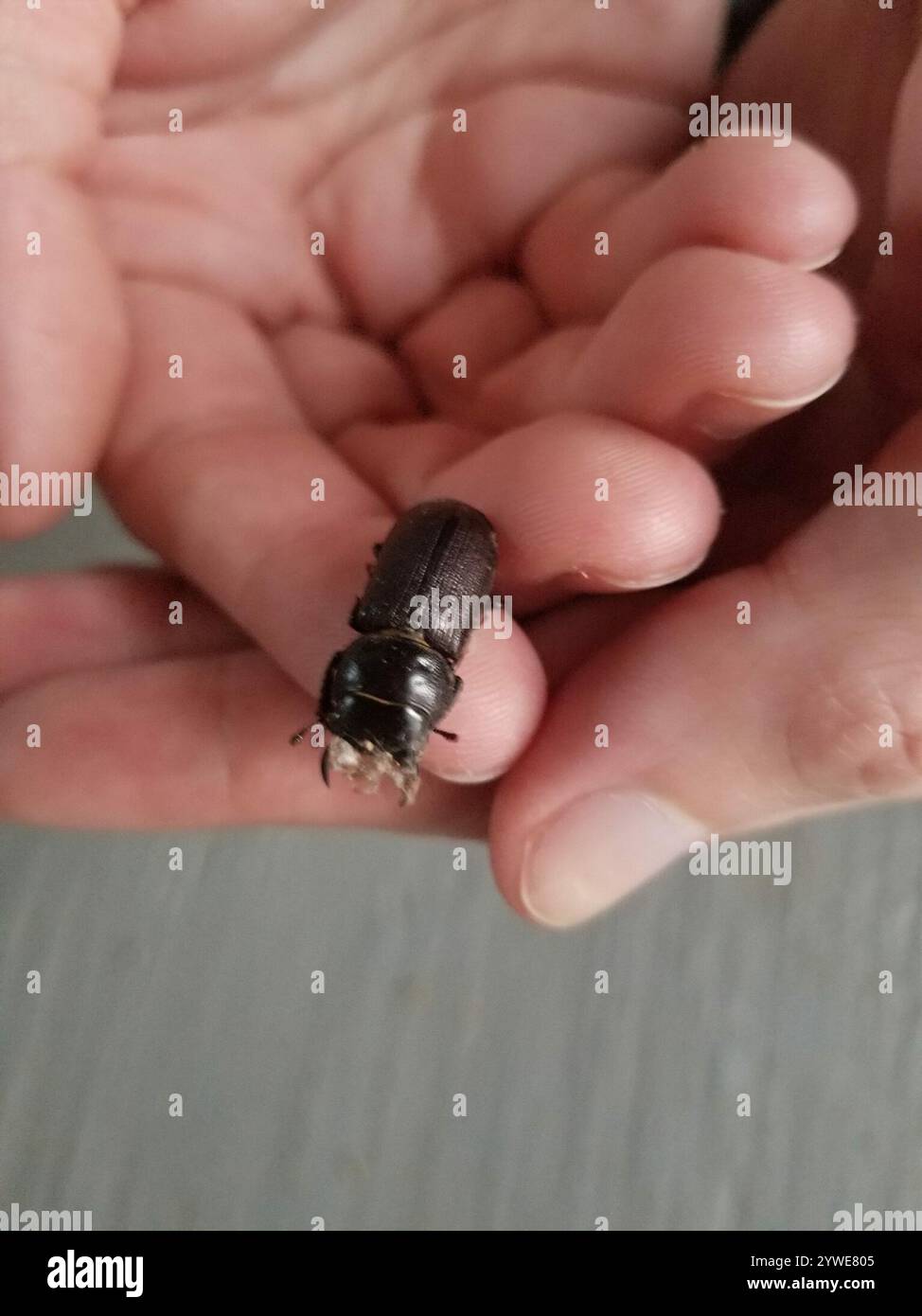 Antelope Beetle (Dorcus parallelus Stock Photo - Alamy