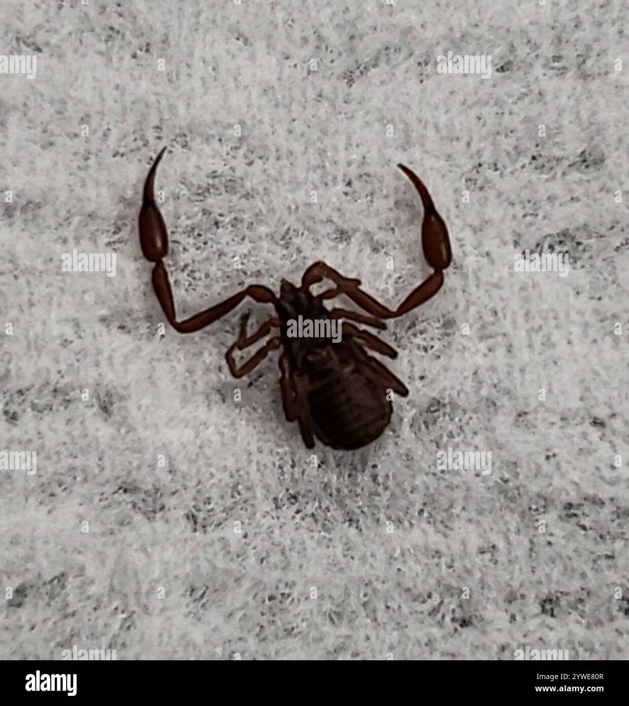 House pseudoscorpion chelifer cancroides hi-res stock photography and ...