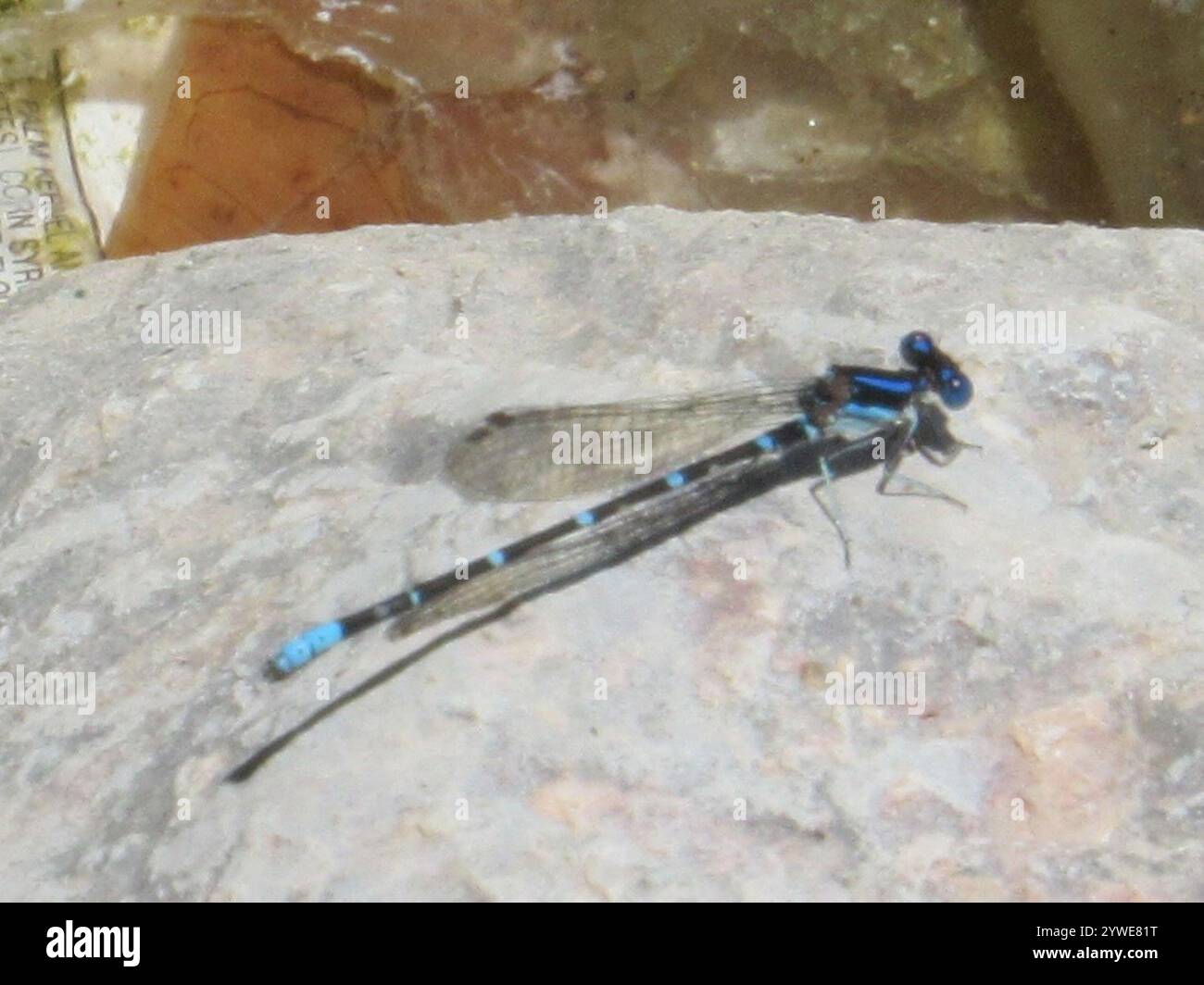 Blue-ringed Dancer (Argia sedula Stock Photo - Alamy