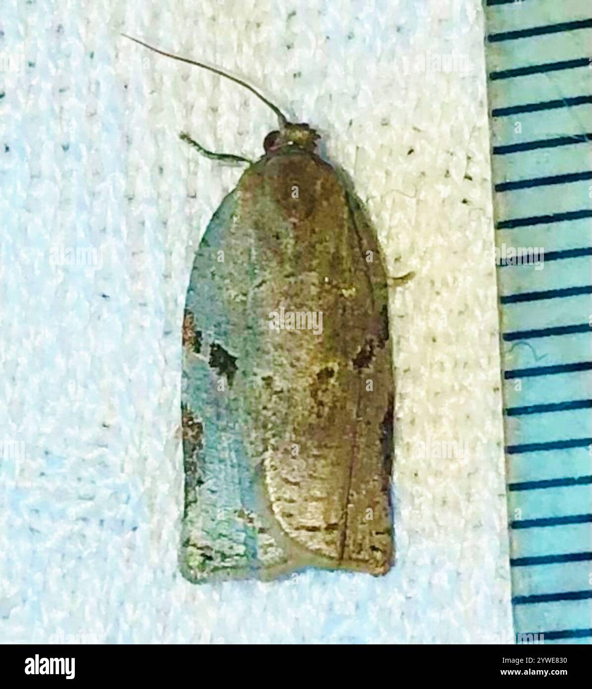 Gray Archips Moth (Archips grisea Stock Photo - Alamy