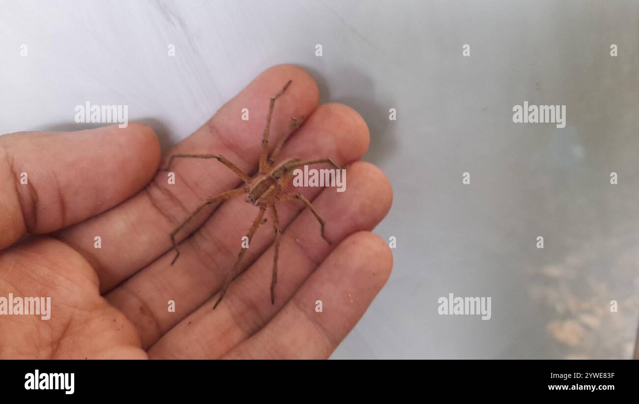 Spot-legged Bromeliad Spider (Cupiennius getazi Stock Photo - Alamy
