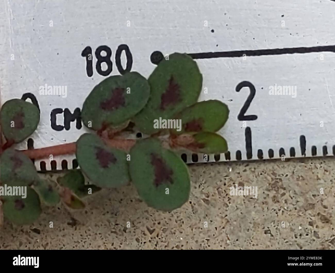 Spotted spurge (Euphorbia maculata Stock Photo - Alamy