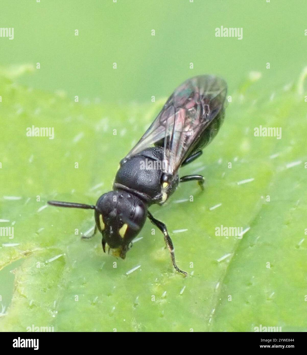 Common Masked Bee (Hylaeus communis Stock Photo - Alamy
