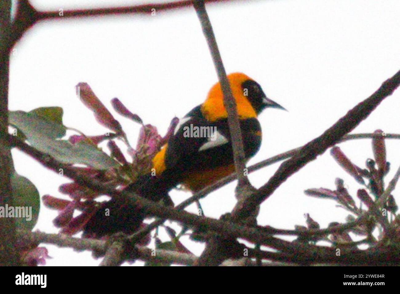 Orange-backed Troupial (Icterus croconotus Stock Photo - Alamy