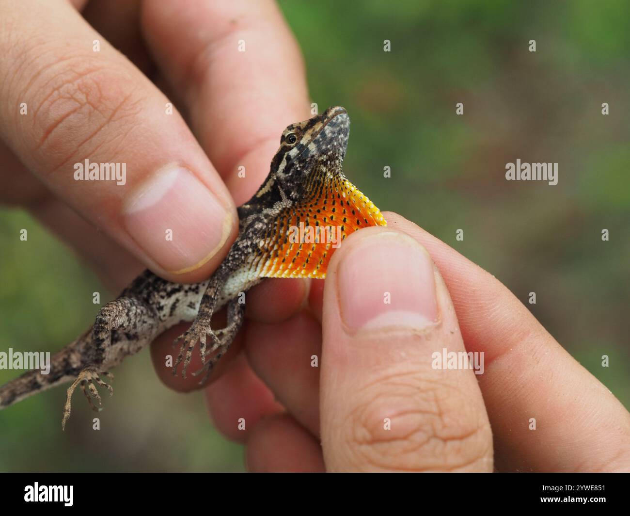Greater Scaly Anole (Anolis tropidonotus Stock Photo - Alamy