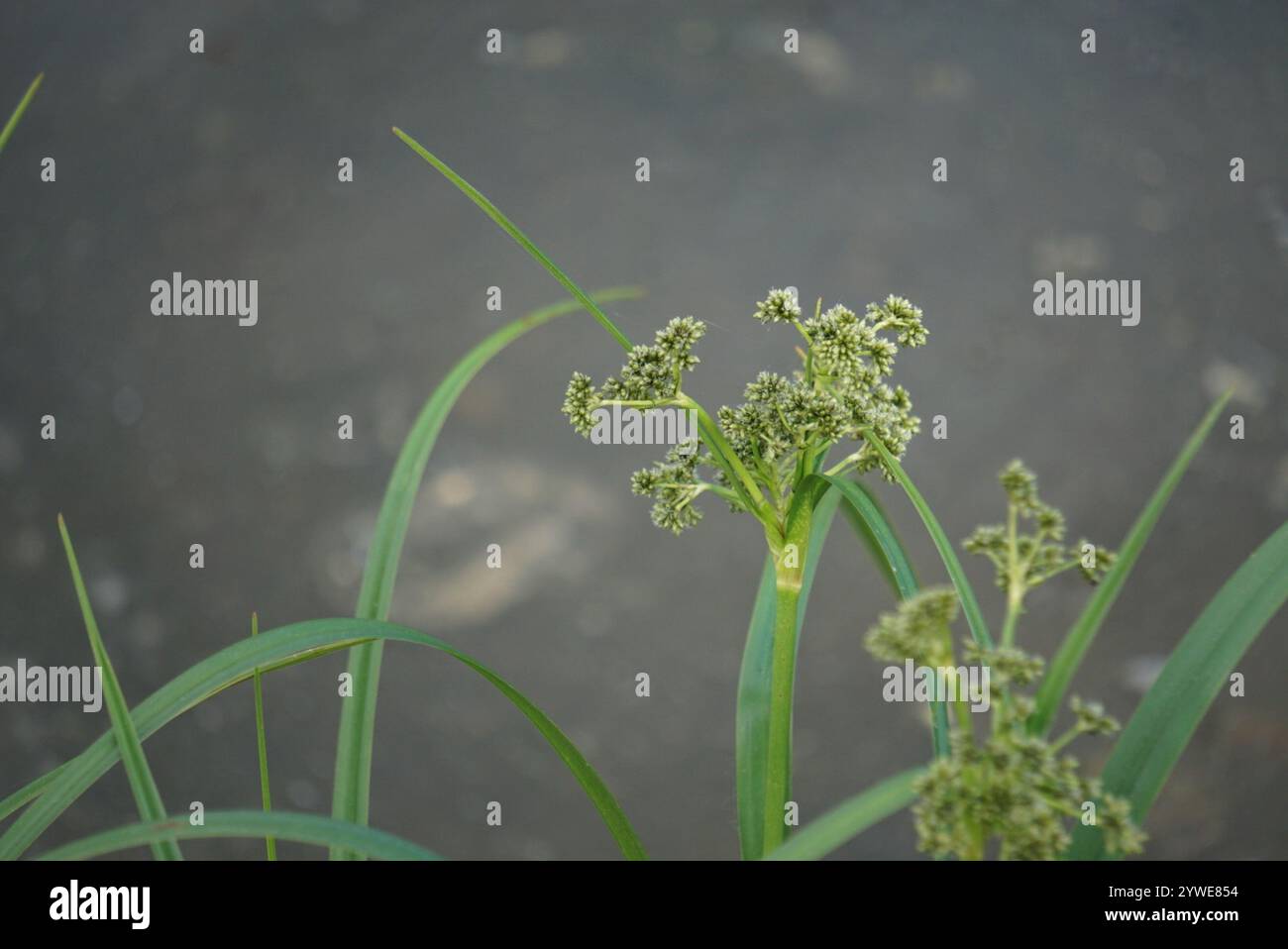 Panicled Bulrush (Scirpus microcarpus Stock Photo - Alamy