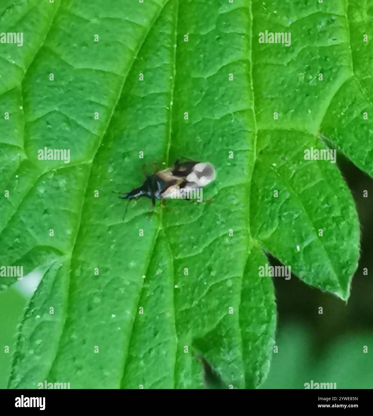 Anthocoris nemorum hi-res stock photography and images - Alamy