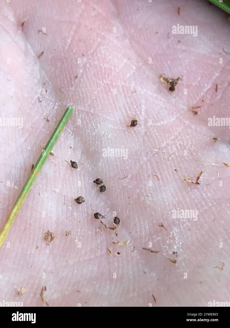 Eleocharis montevidensis hi-res stock photography and images - Alamy