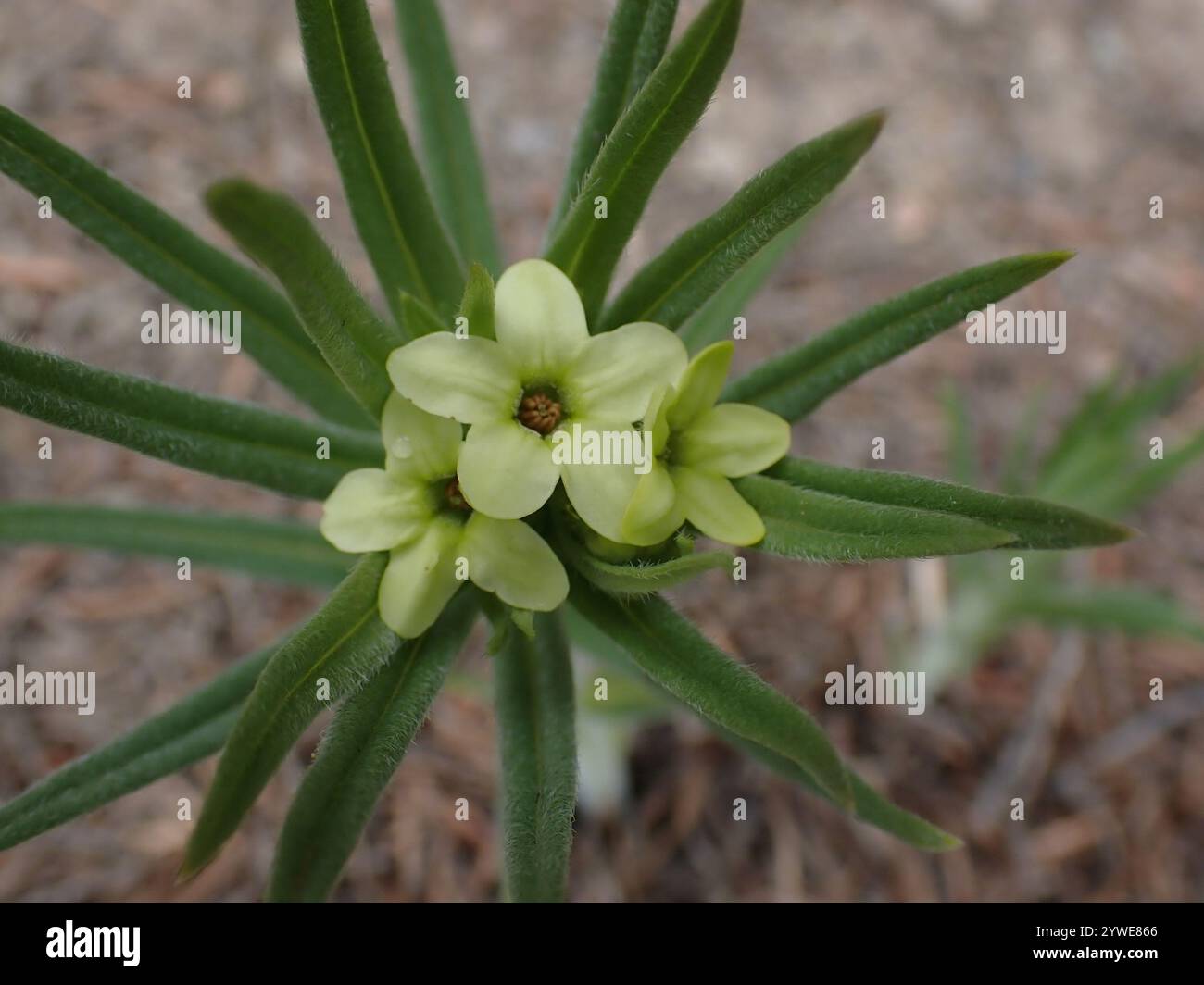 western stoneseed (Lithospermum ruderale Stock Photo - Alamy