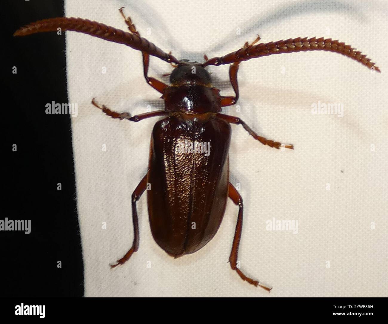 Tile-horned Prionus (Prionus imbricornis Stock Photo - Alamy