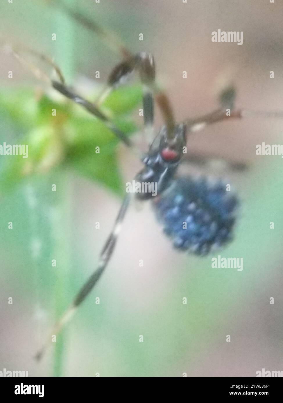 Spine-headed Bugs (Acanthocephala Stock Photo - Alamy