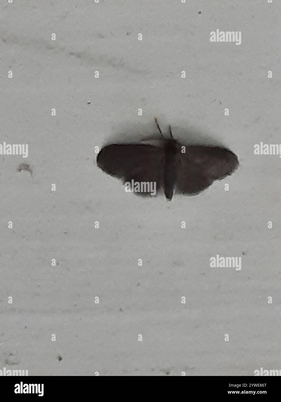 Common Bagworm Moth (Psyche casta Stock Photo - Alamy