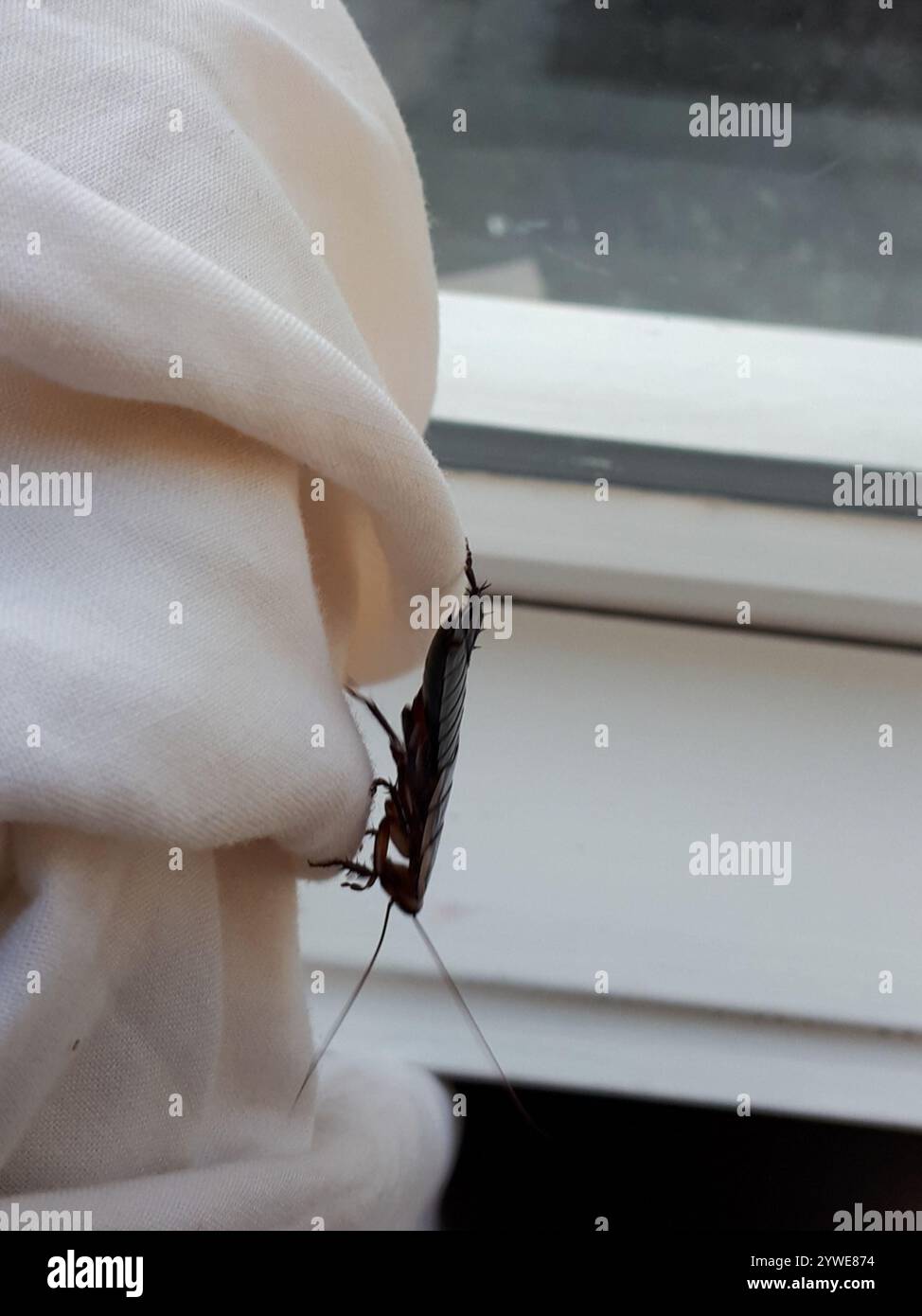 Gisborne Cockroach (Drymaplaneta semivitta Stock Photo - Alamy