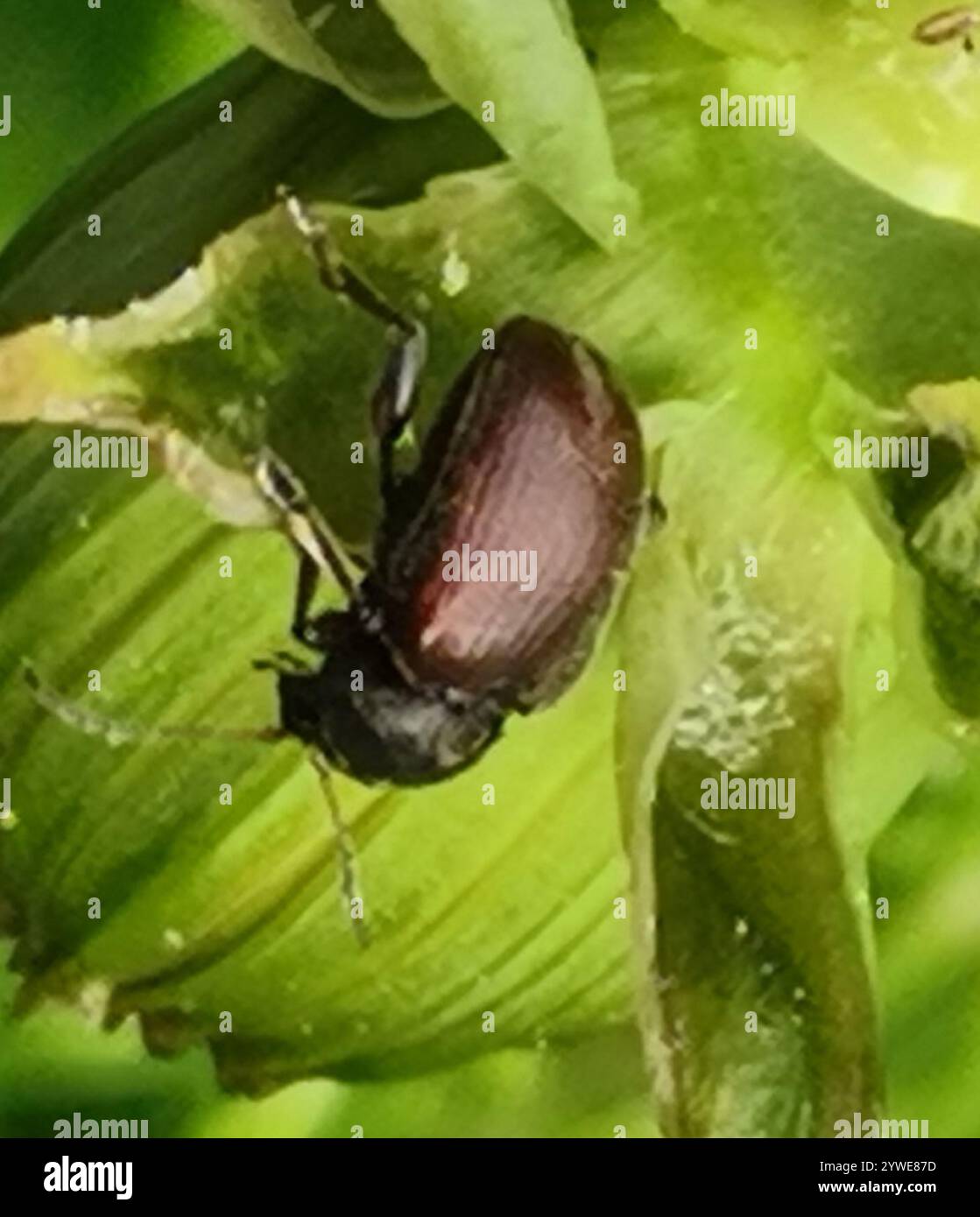 Western Grape Rootworm (Bromius obscurus Stock Photo - Alamy