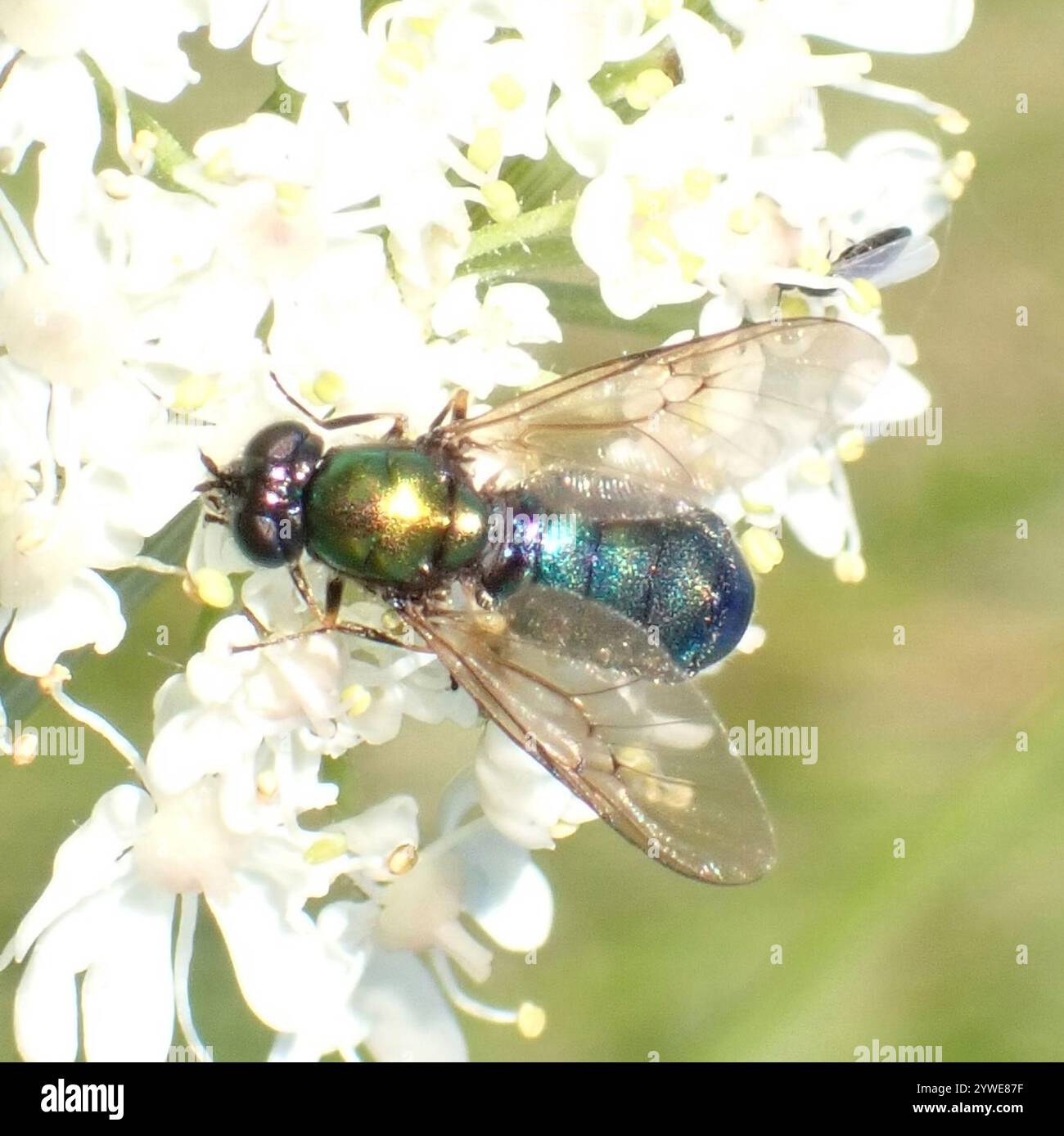 Chloromyia formosa hi-res stock photography and images - Alamy