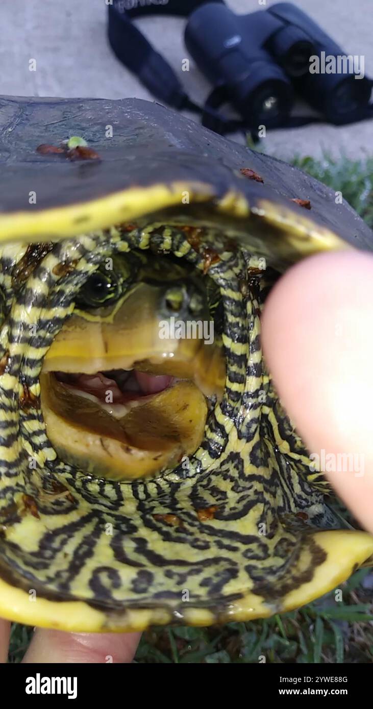 Northern Map Turtle (Graptemys geographica Stock Photo - Alamy