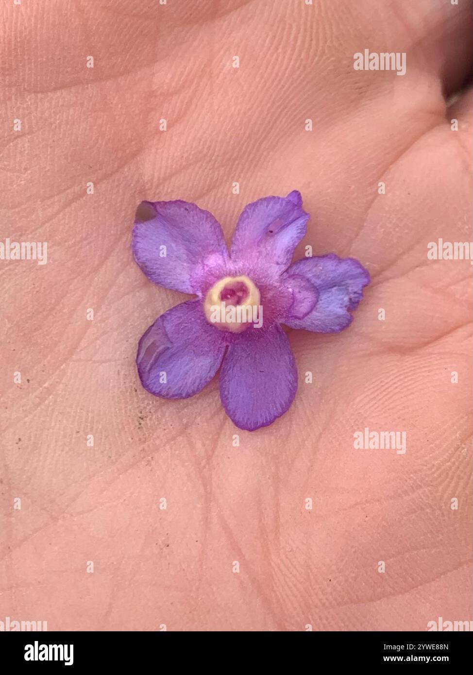 Low Beardtongue (Penstemon humilis Stock Photo - Alamy