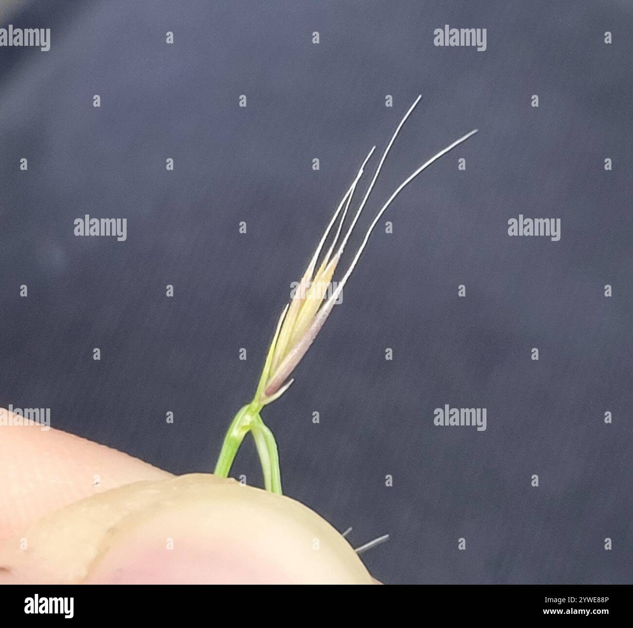 rattail sixweeks grass (Festuca myuros Stock Photo - Alamy