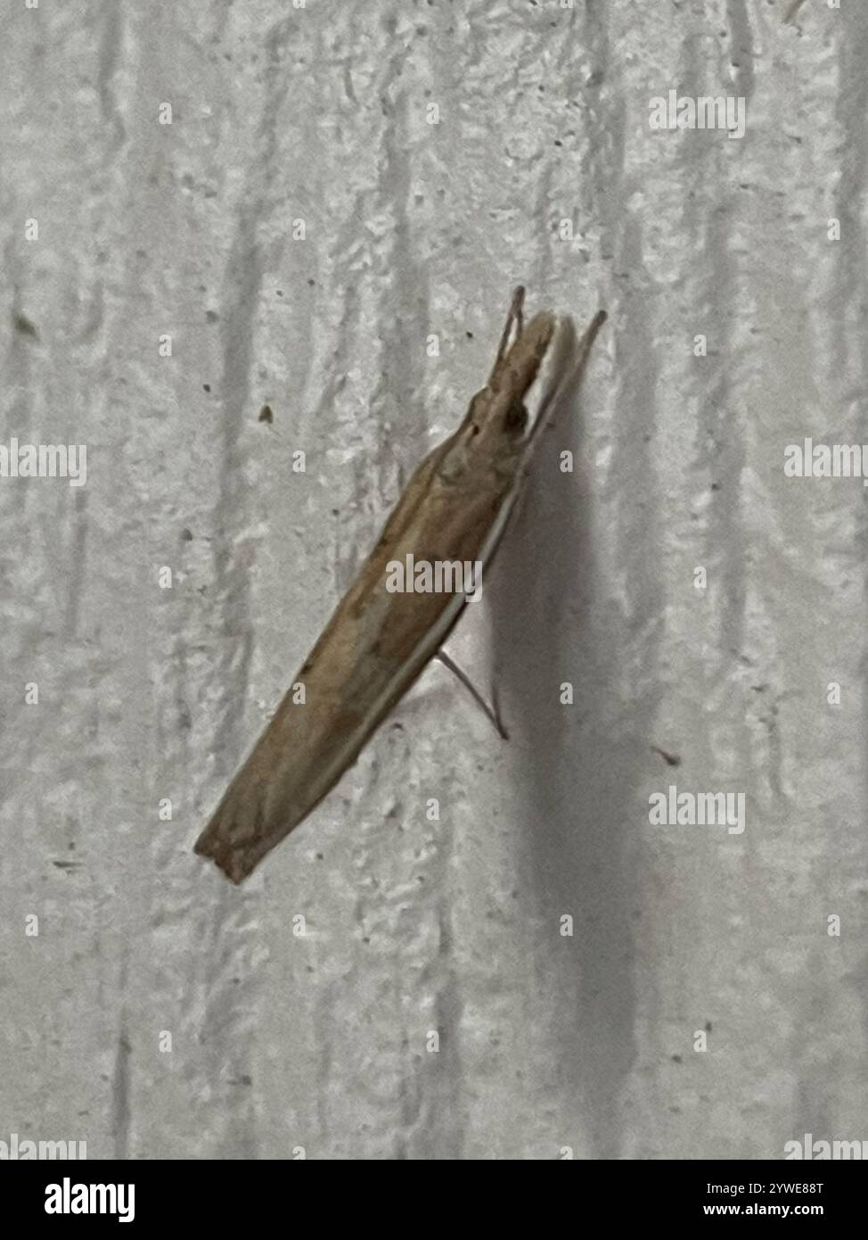 Carpet-grass Webworm Moth (Fissicrambus haytiellus Stock Photo - Alamy