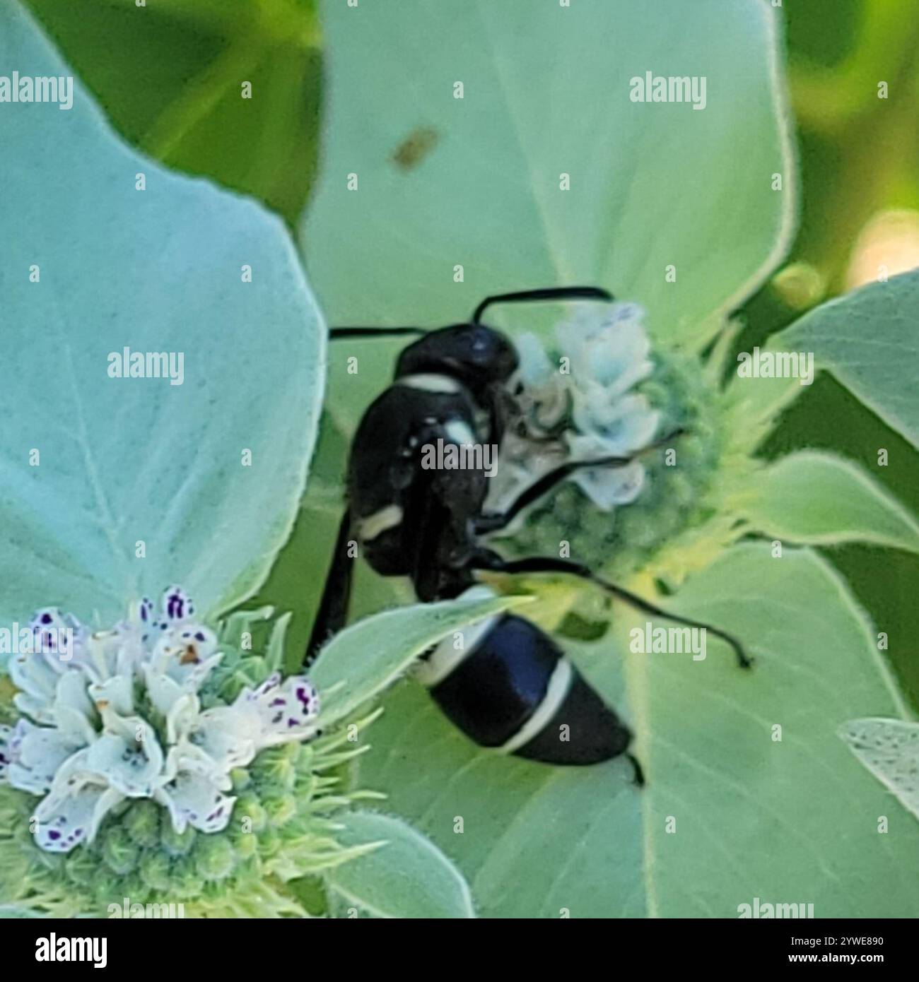 Grand Mason Wasp (Euodynerus megaera Stock Photo - Alamy
