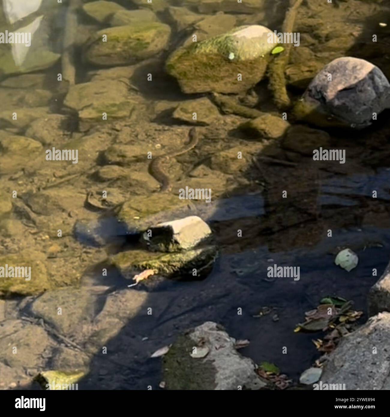 Common Watersnake (Nerodia sipedon Stock Photo - Alamy