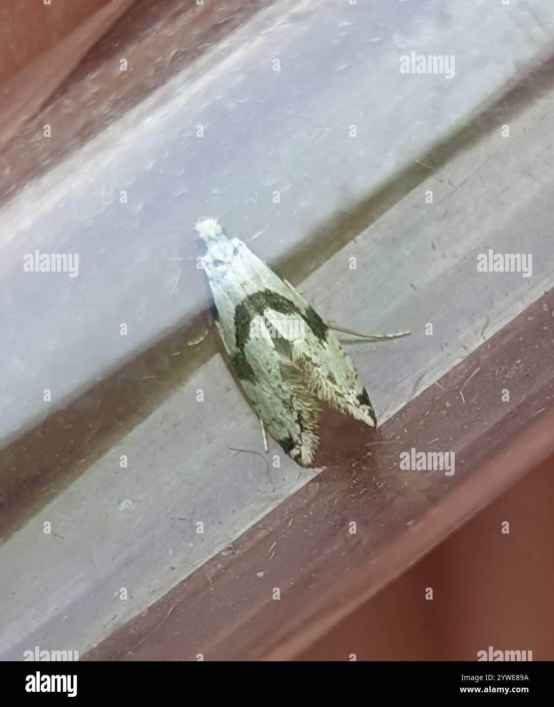 Barred White Clothes Moth (Nemapogon clematella Stock Photo - Alamy