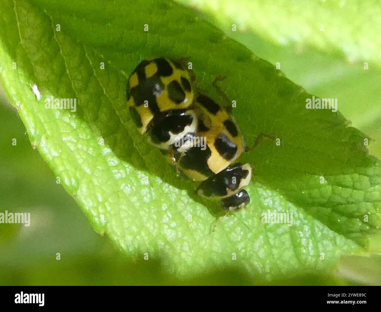 Fourteen-spotted Lady Beetle (Propylea quatuordecimpunctata Stock Photo ...