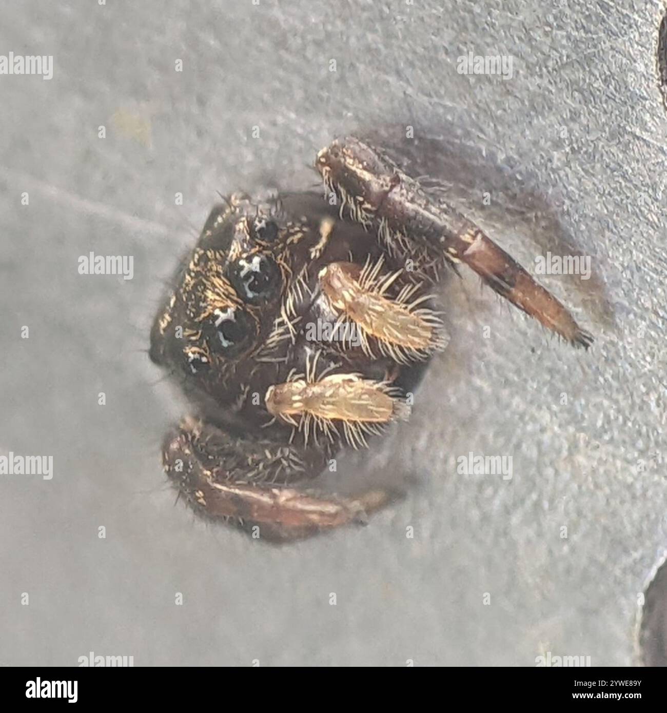 Golden Jumping Spider (Paraphidippus aurantius Stock Photo - Alamy