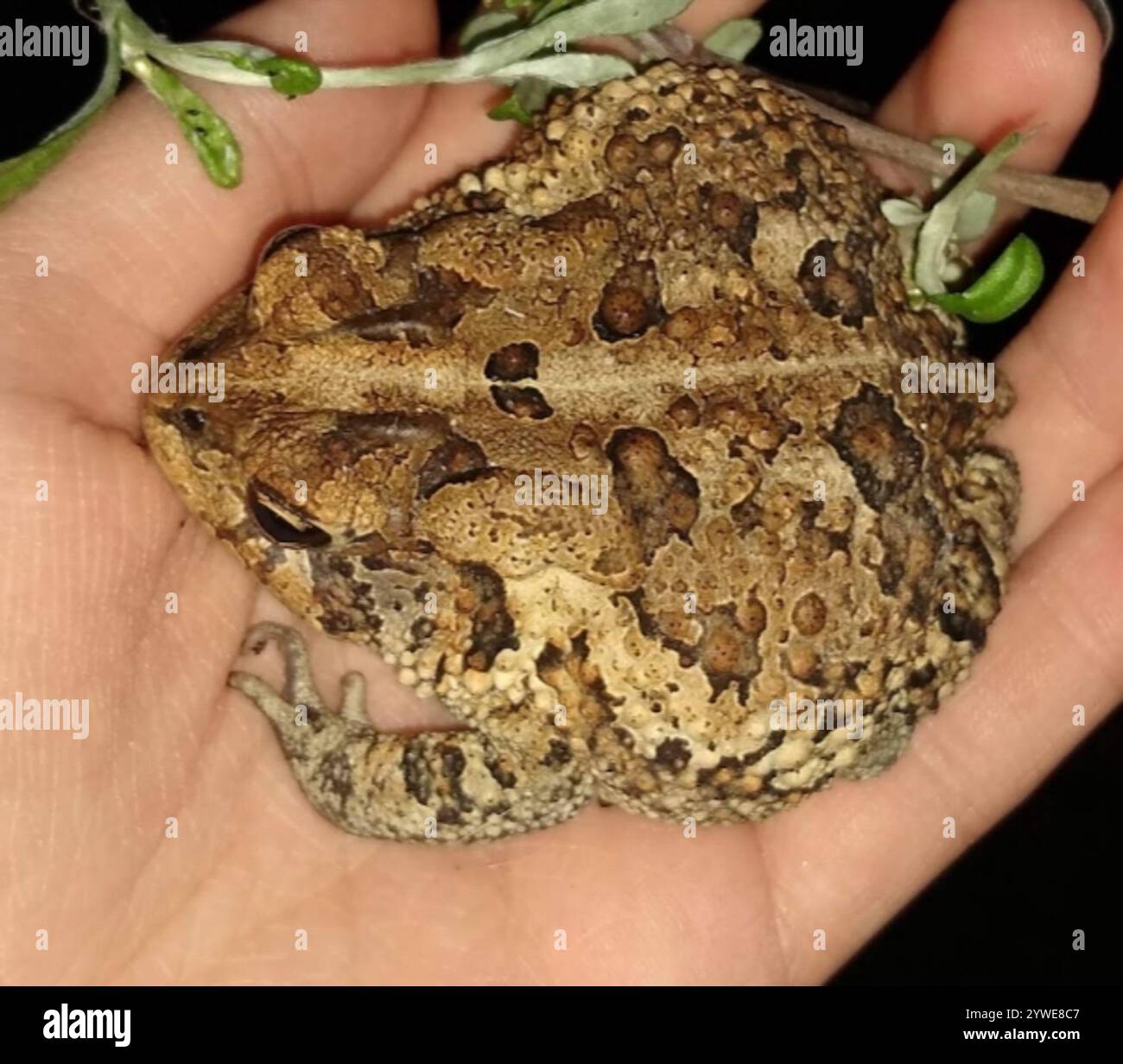 Southern Toad (Anaxyrus terrestris Stock Photo - Alamy