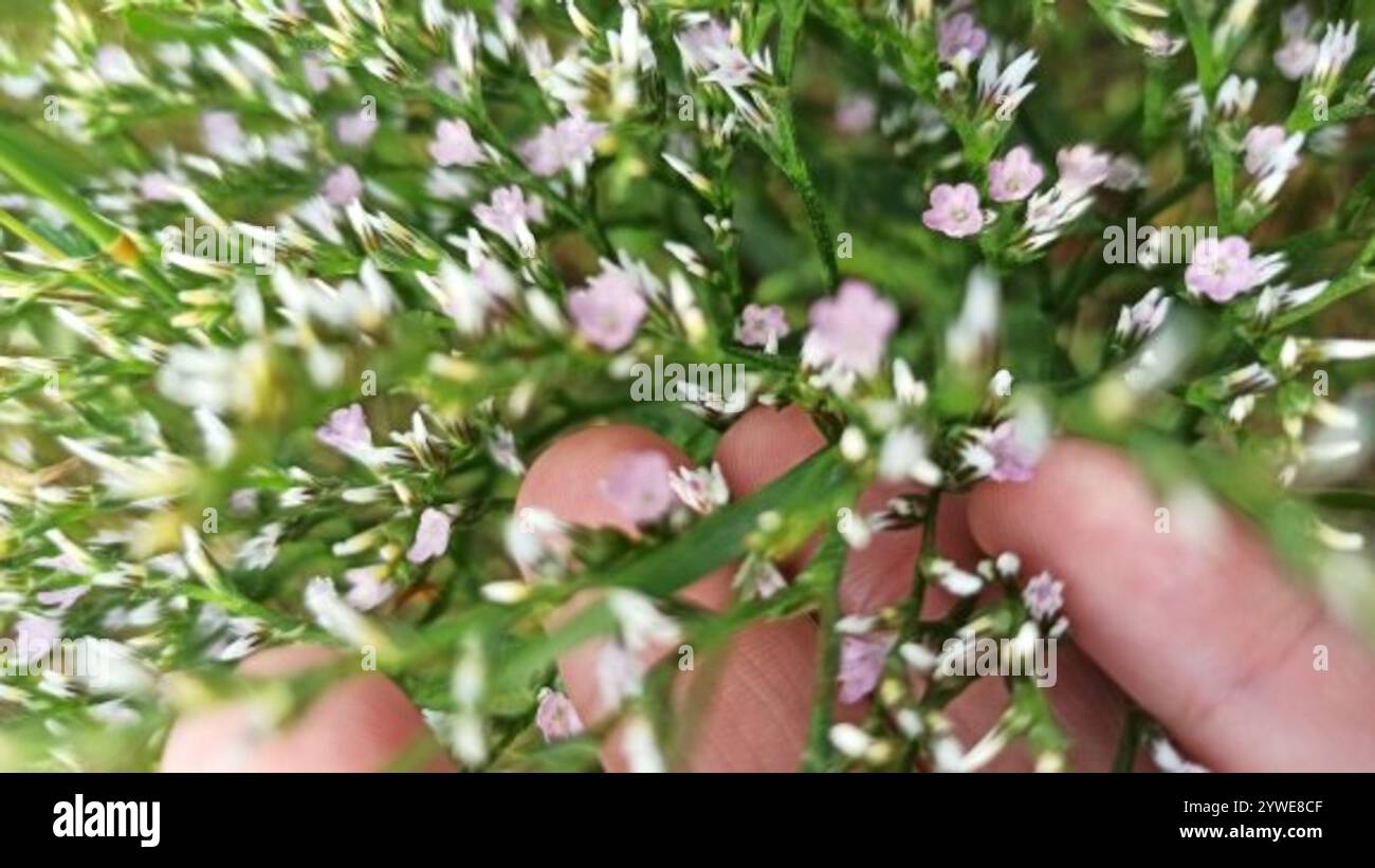 German Statice (Goniolimon tataricum Stock Photo - Alamy