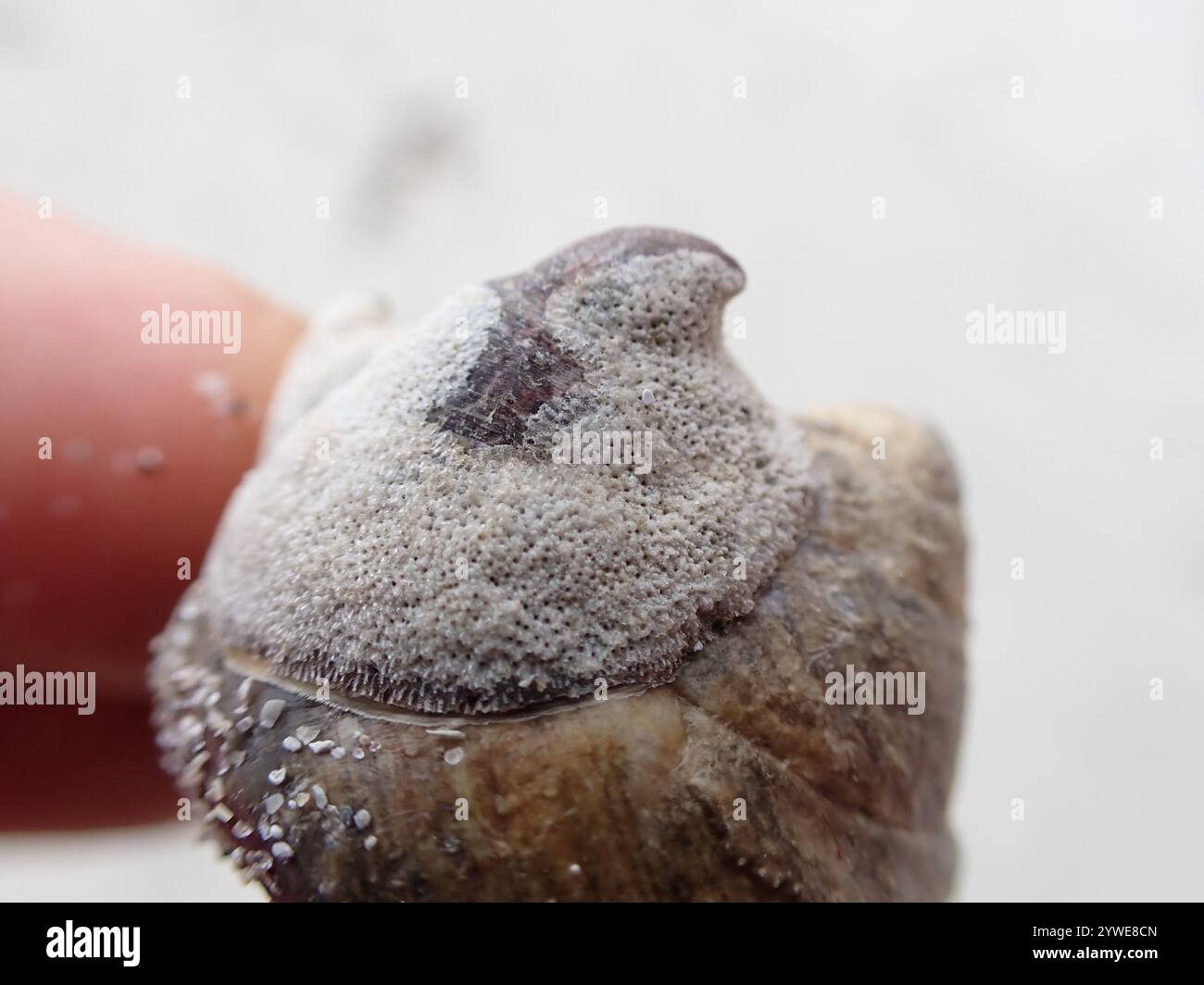 Hooked slippersnail hi-res stock photography and images - Alamy