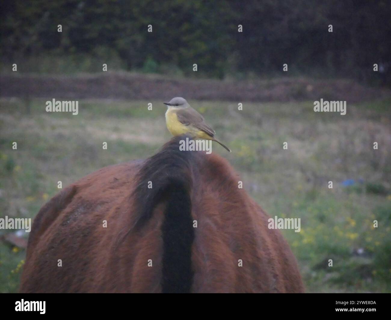 Cattle Tyrant (Machetornis rixosa Stock Photo - Alamy