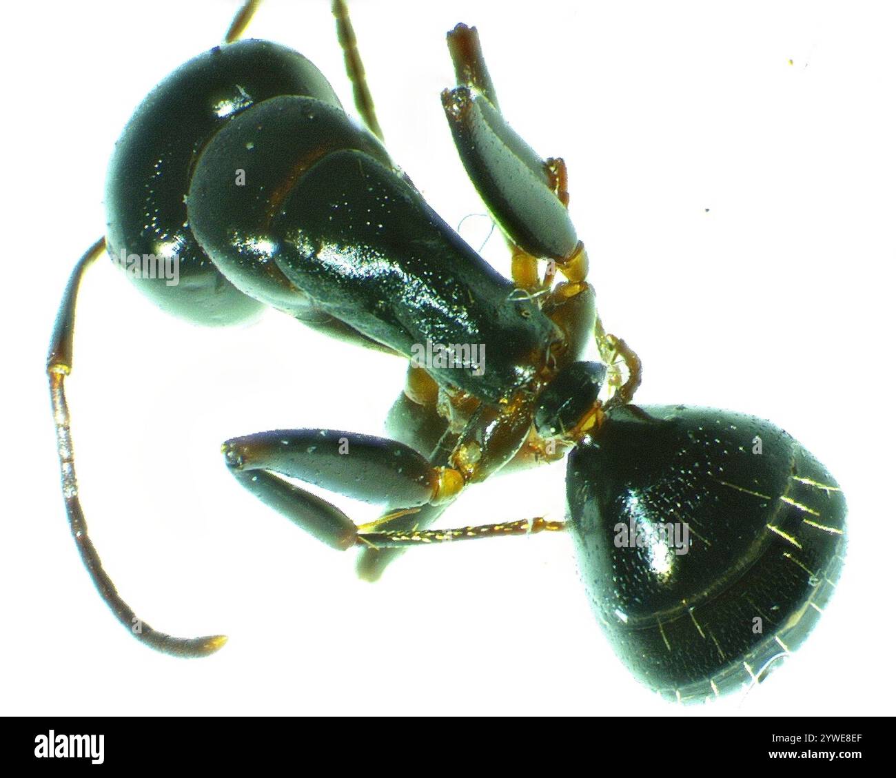 Nearctic Carpenter Ant (Camponotus nearcticus Stock Photo - Alamy