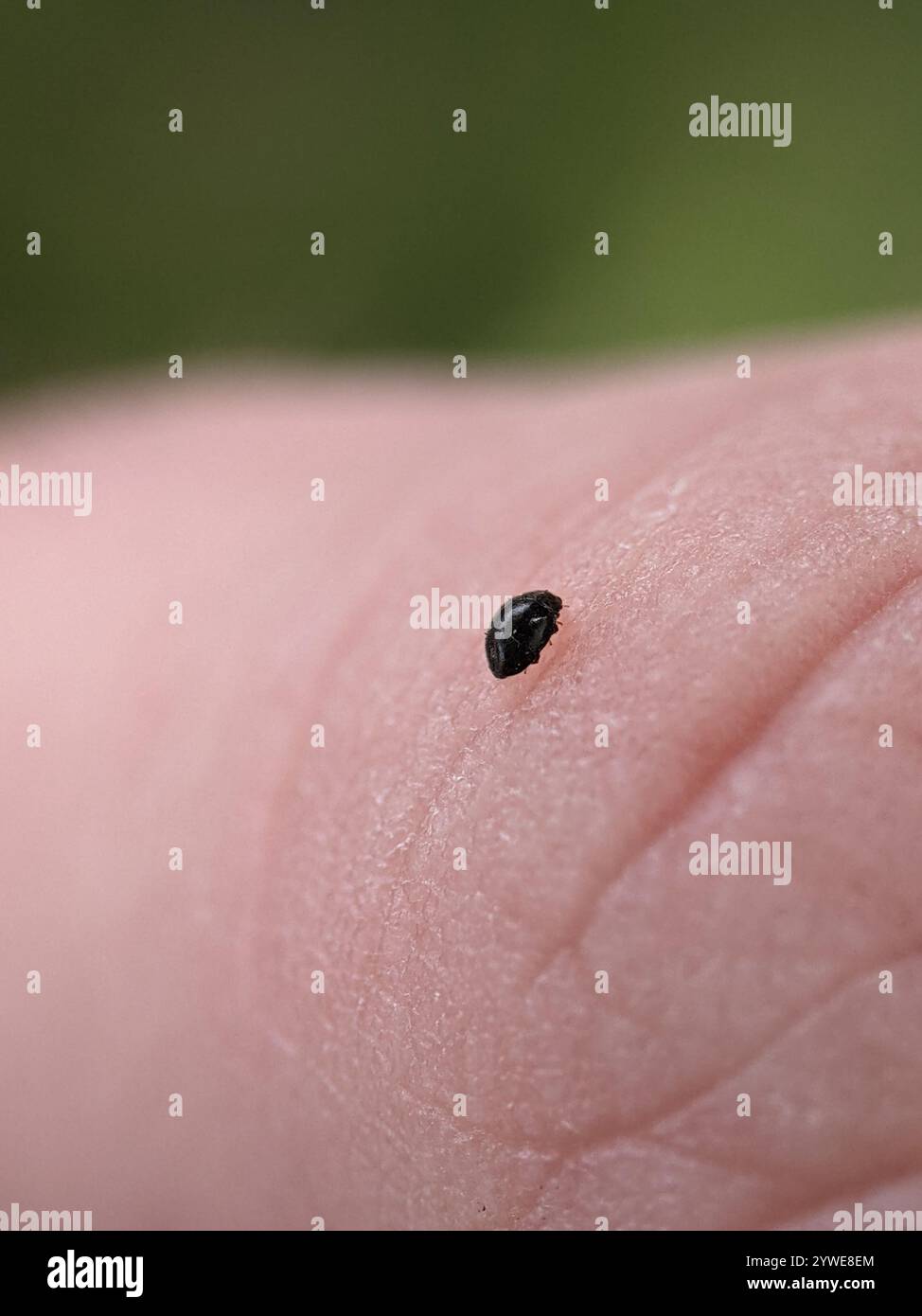 Mite-eating Ladybirds (Stethorus Stock Photo - Alamy