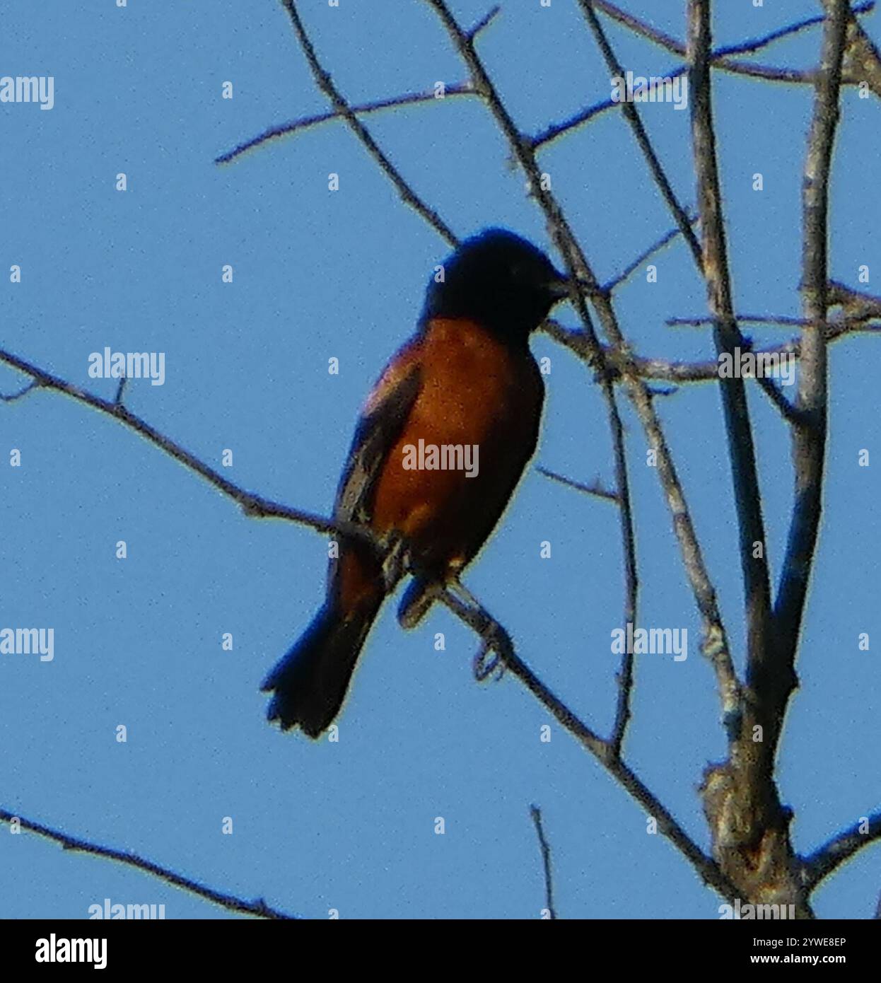 Orchard Oriole (Icterus spurius Stock Photo - Alamy