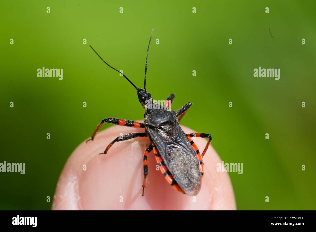 Rhynocoris annulatus hi-res stock photography and images - Alamy