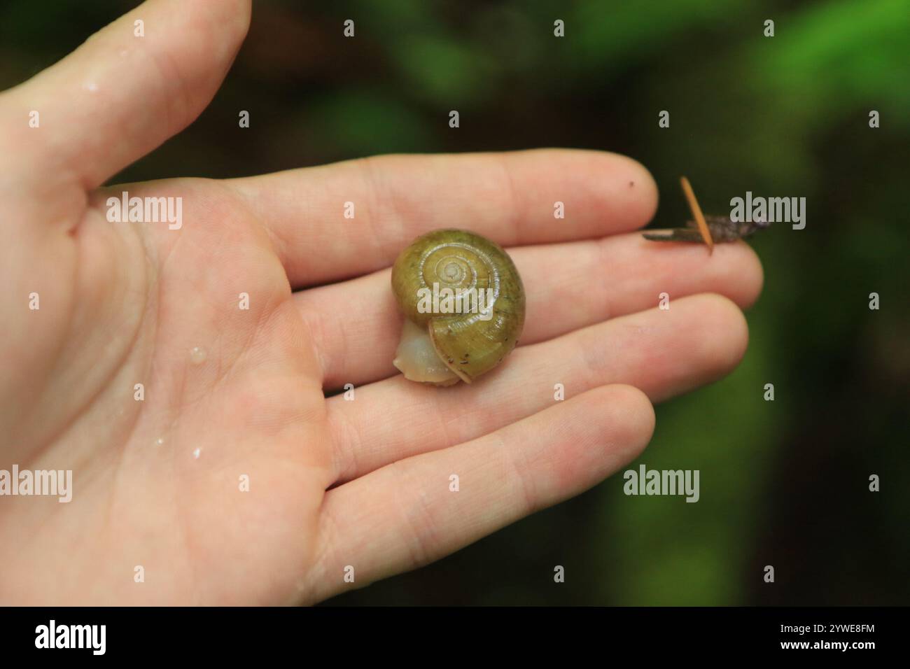 Robust Lancetooth Snail (Haplotrema vancouverense Stock Photo - Alamy