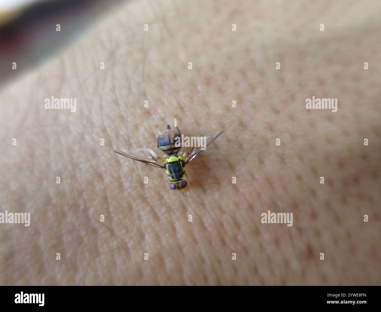 Oriental Fruit Fly (Bactrocera dorsalis Stock Photo - Alamy