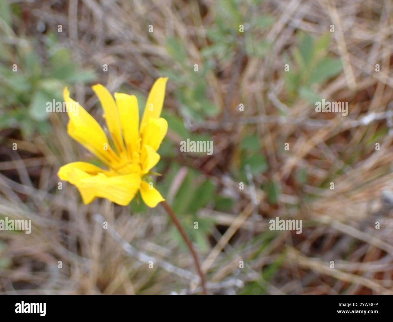 northern microseris (Microseris borealis Stock Photo - Alamy