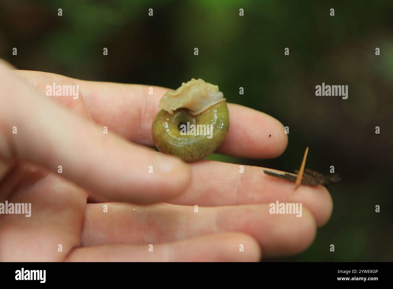 Robust Lancetooth Snail (Haplotrema vancouverense Stock Photo - Alamy