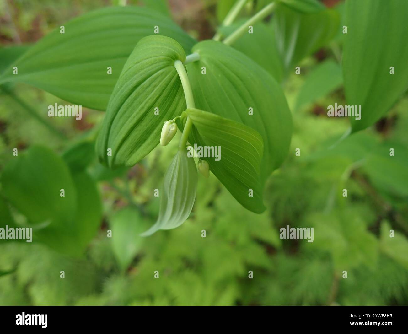 white twisted-stalk (Streptopus amplexifolius Stock Photo - Alamy