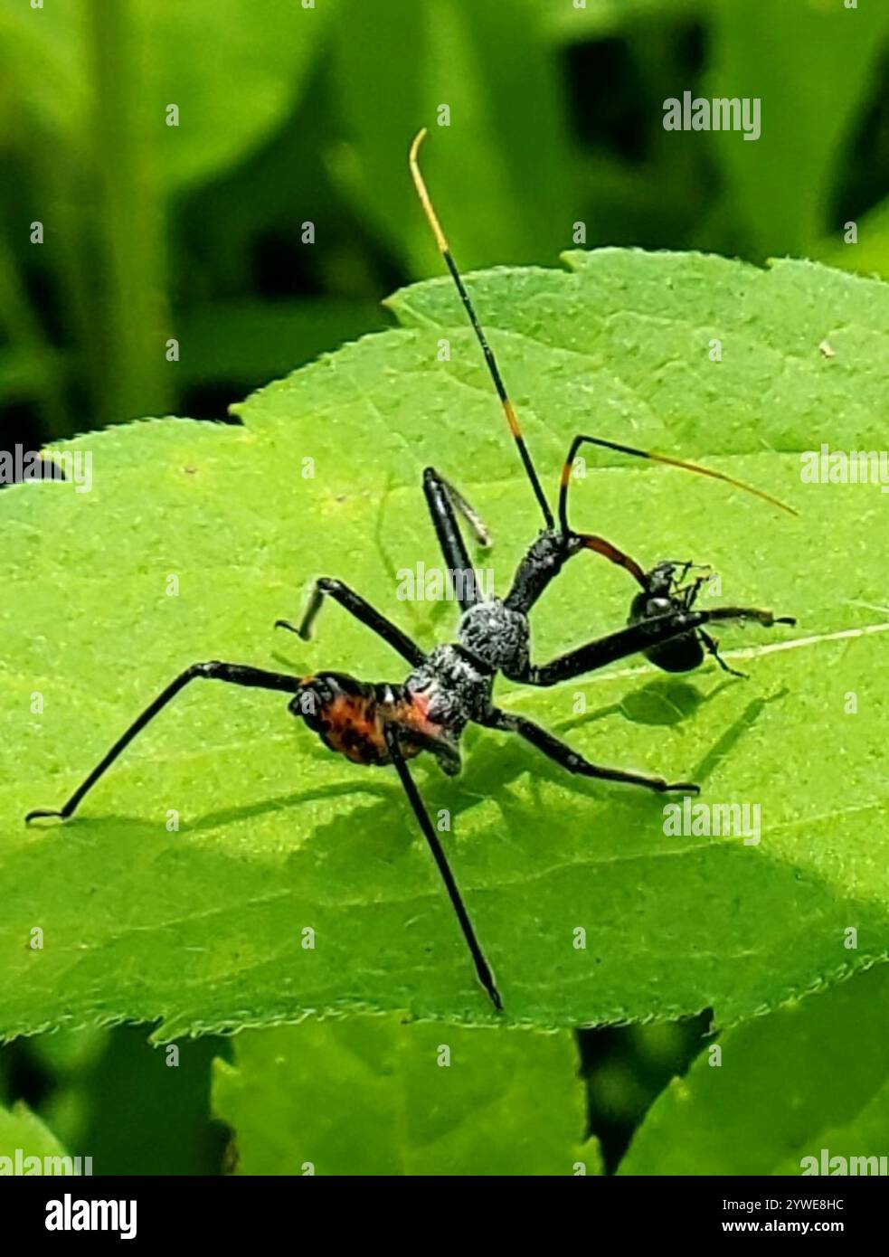 North American Wheel Bug (Arilus cristatus Stock Photo - Alamy
