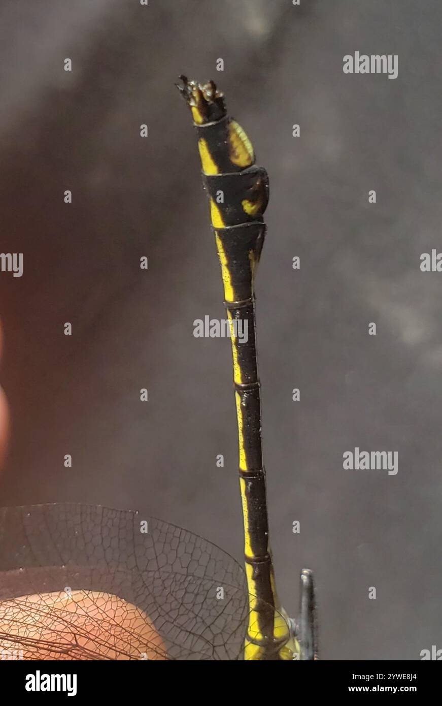 Black-shouldered Spinyleg (Dromogomphus spinosus Stock Photo - Alamy