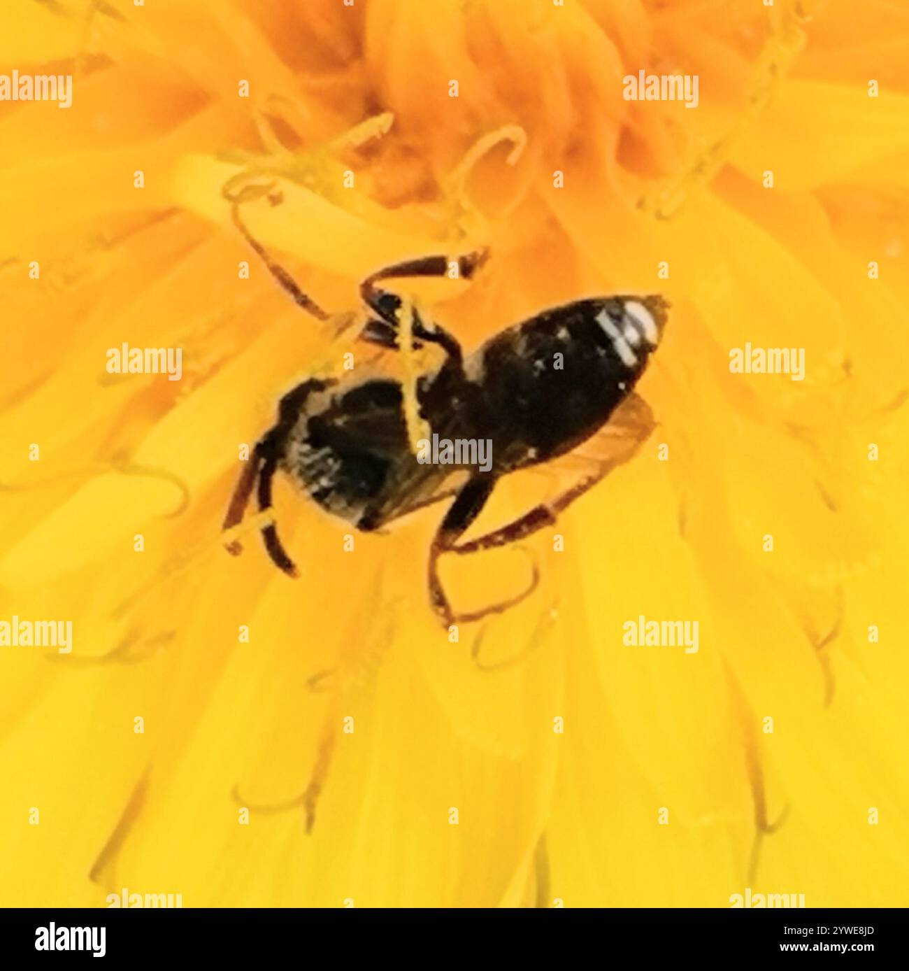 Nomad Bees (Nomada Stock Photo - Alamy