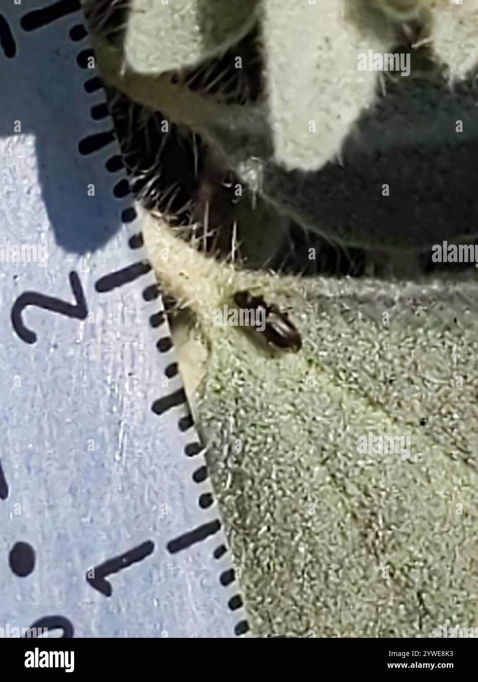 Cucujiform Beetles (Cucujiformia Stock Photo - Alamy